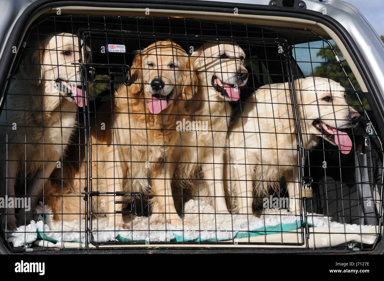 Relationships animals hi-res stock photography and images - Alamy
