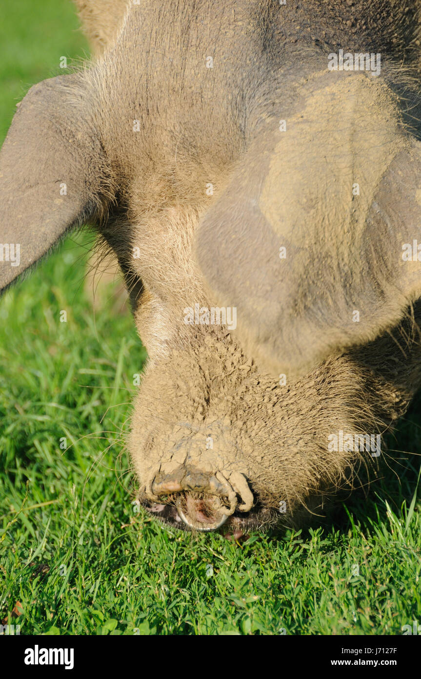 Pig with nose ring hi-res stock photography and images - Alamy