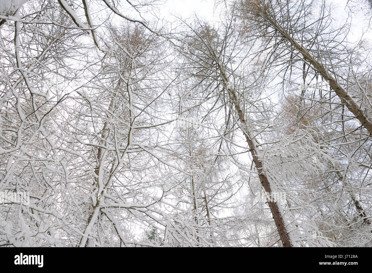 tree trees wood snow coke cocaine material drug anaesthetic addictive ...