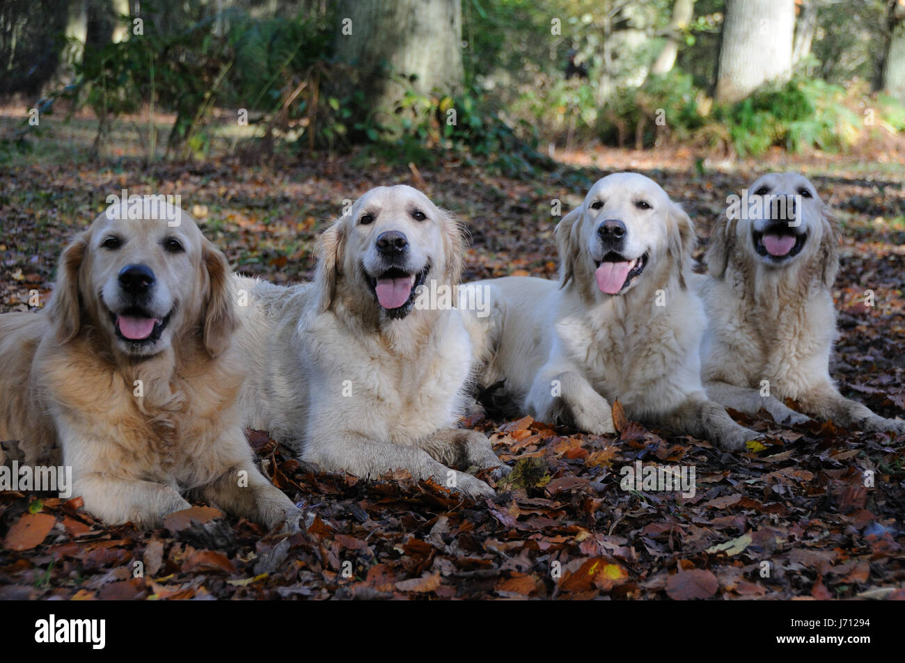 Animals related hi-res stock photography and images - Alamy