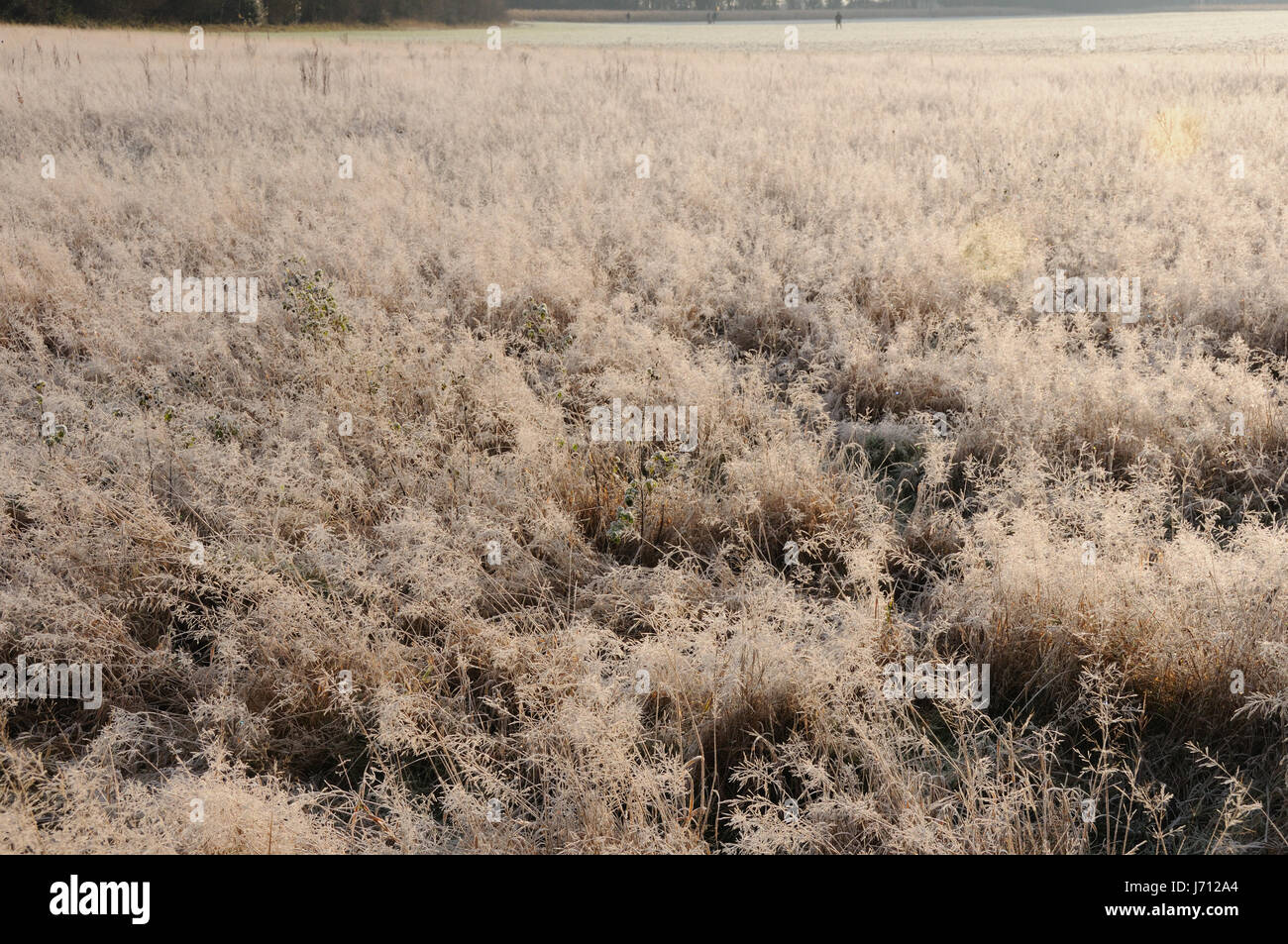 winter grasses frost plants landscape scenery countryside nature meadow ...