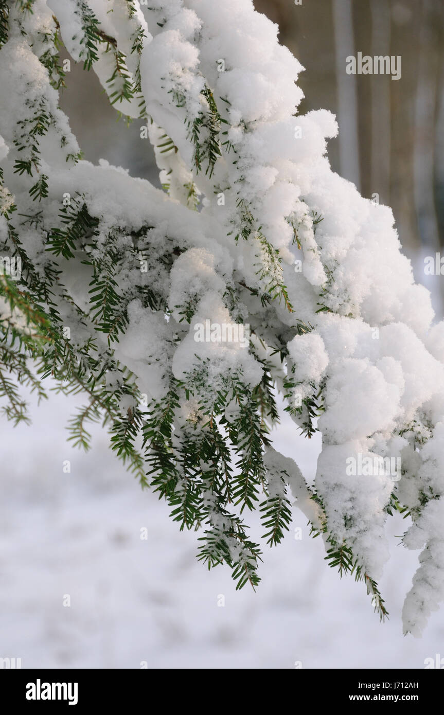 tree trees wood snow coke cocaine material drug anaesthetic addictive ...