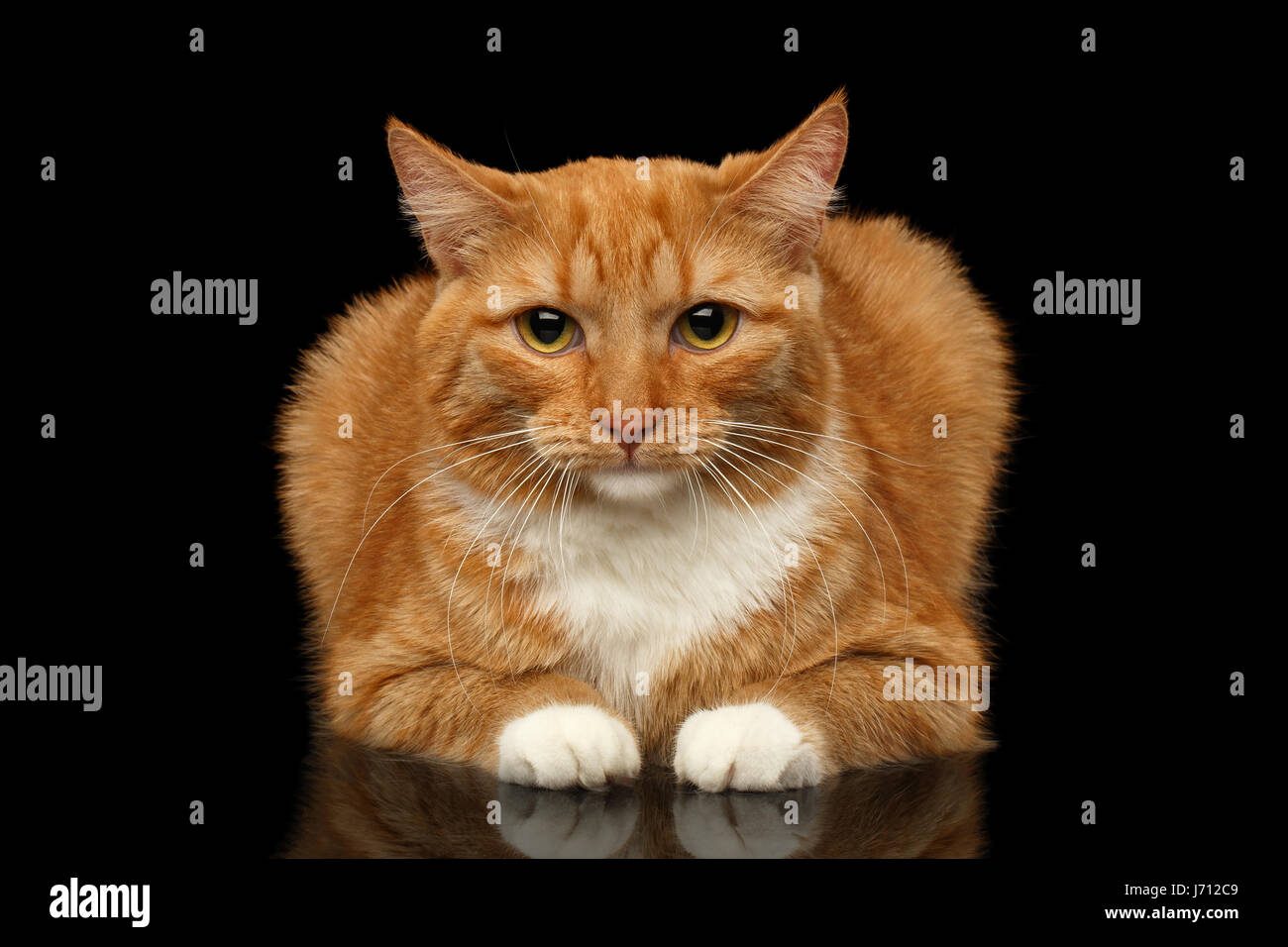 Ginger cat paws hi-res stock photography and images - Alamy
