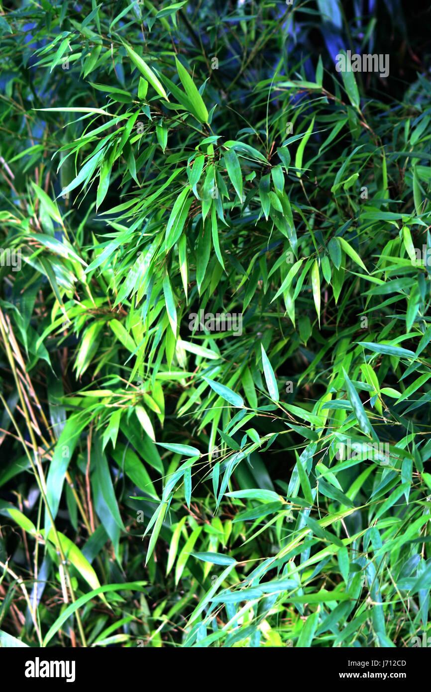 Japanese woods hi-res stock photography and images - Alamy