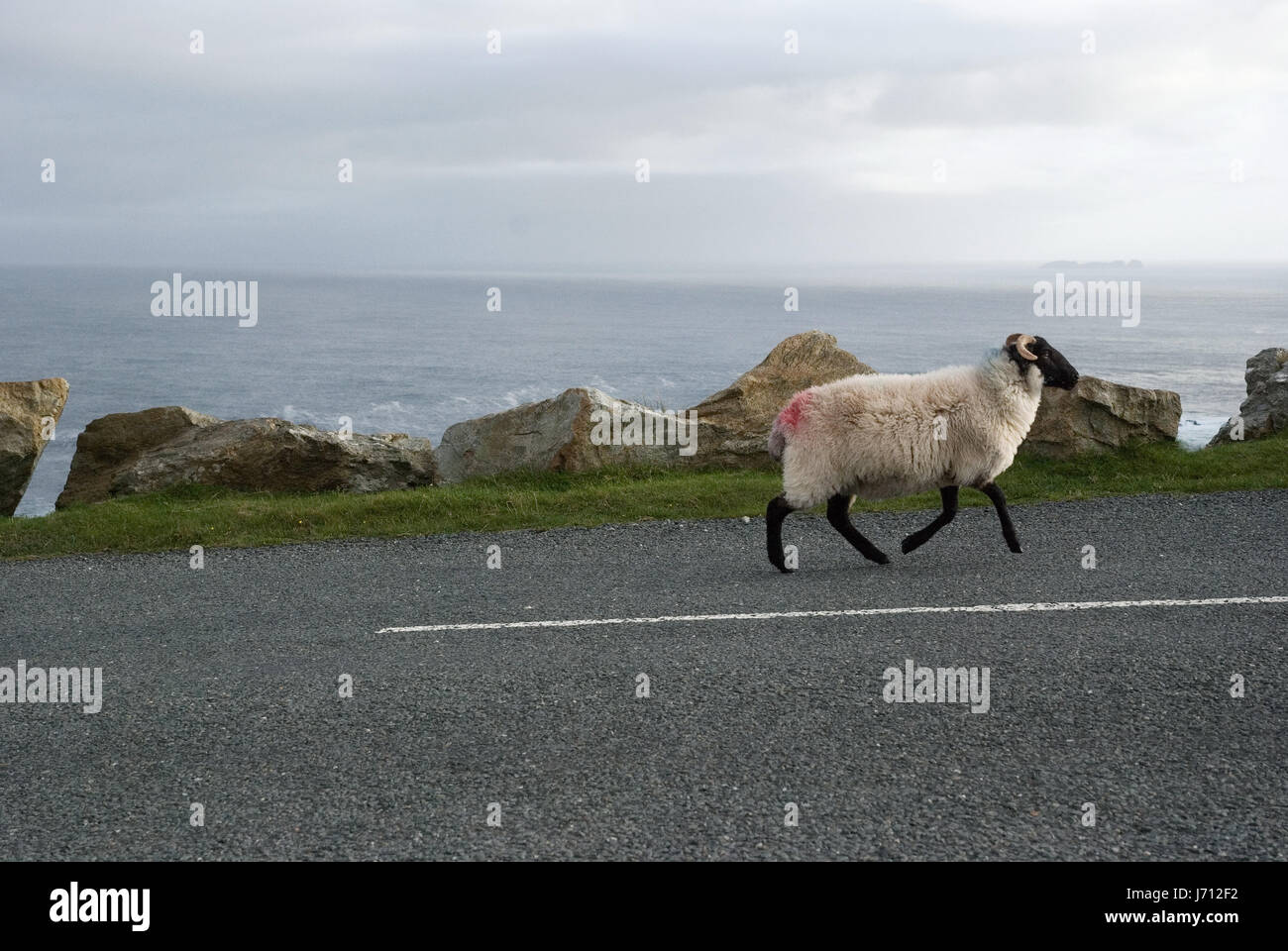 walk go going walking sheep outside livestock day during the day rise ...