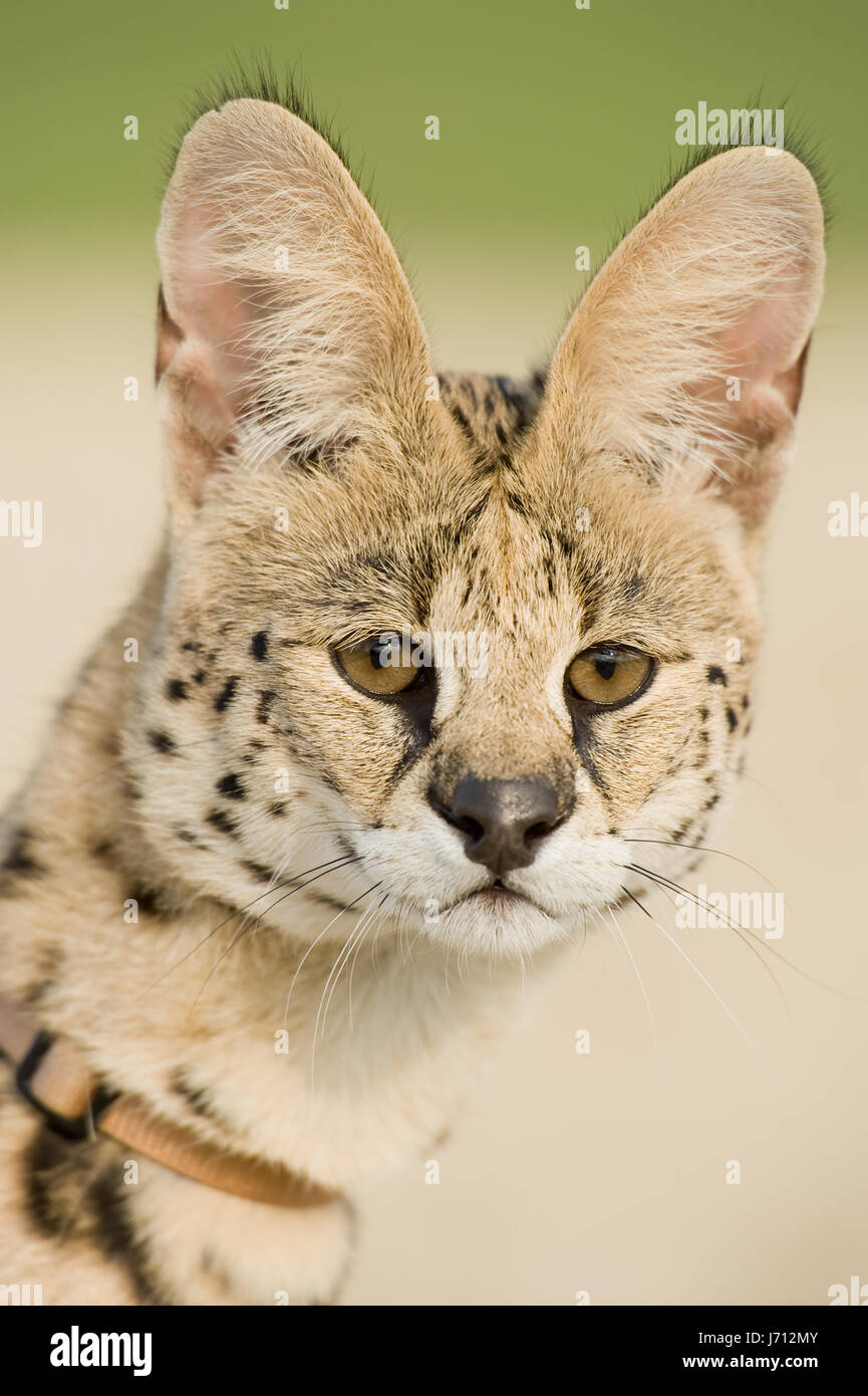 Serval cat skin hi-res stock photography and images - Alamy