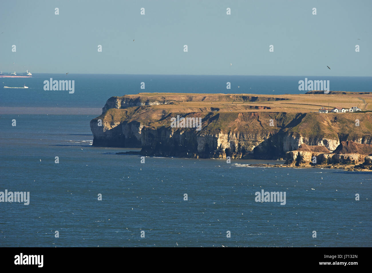 Bempton Cliffs bird sanctuary RSPB Stock Photo - Alamy
