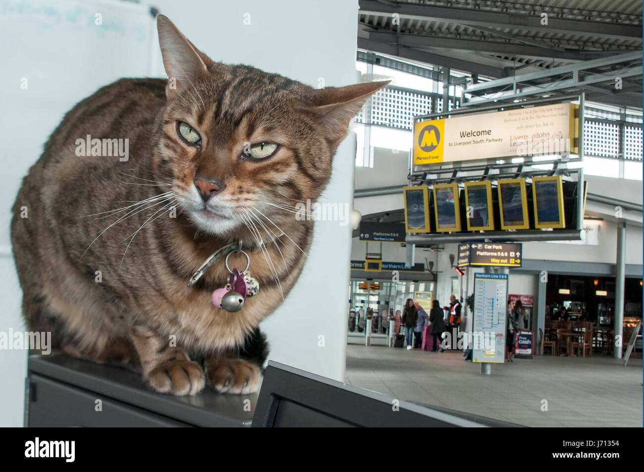 Railway station cat Stock Photo - Alamy