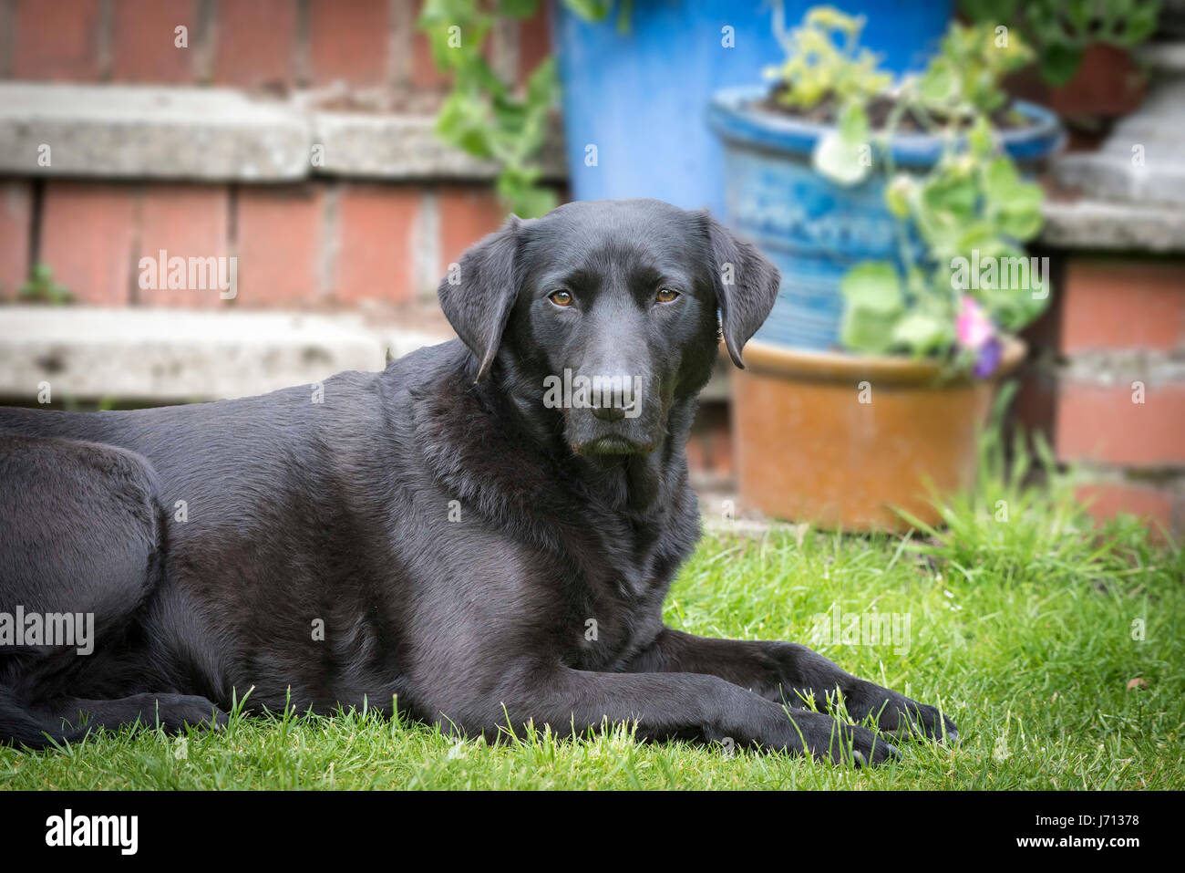 Black labrador dog Stock Photo - Alamy