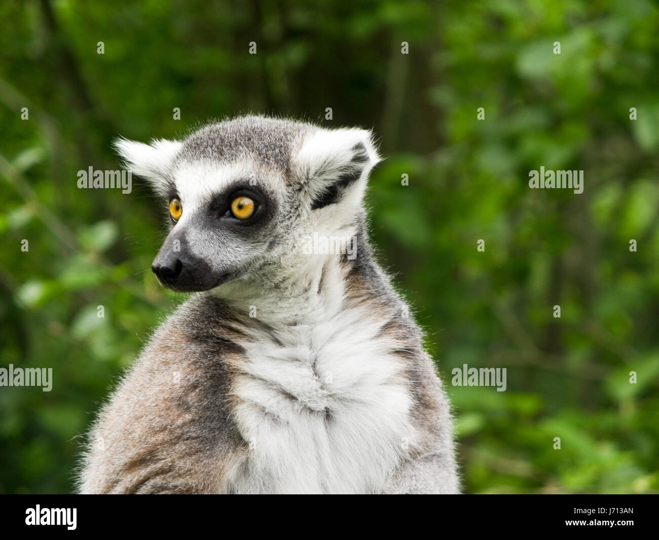 eye organ animal mammal green curiosity wild animals eyes fur outdoor ...