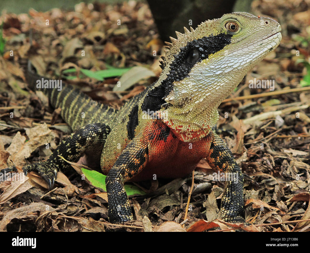 animal reptile lizard eye organ australia iguana wise attentive alert ...