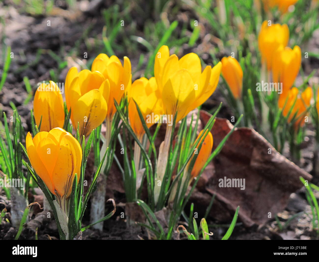 flower plant crocus spring yellow ground soil earth humus europe globe ...