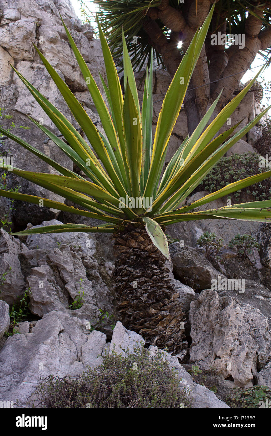 Exotic garden of Monaco, jardins exotique de Monaco: collection of ...