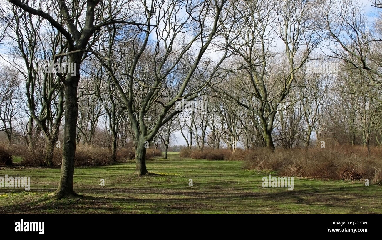 tree park spring bouncing bounces hop skipping frisks jumping jump ...