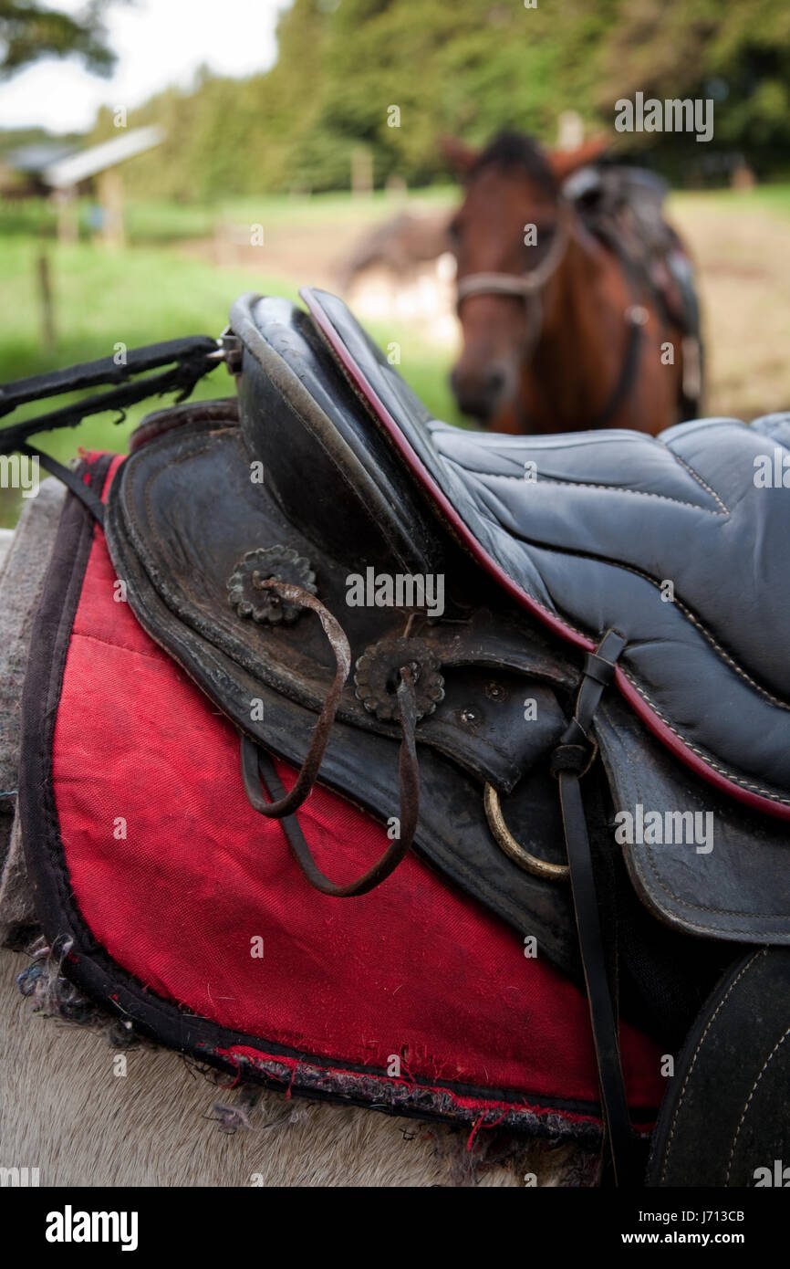 horse mammal leather outdoor outside saddle ranch rope closeup horse ...