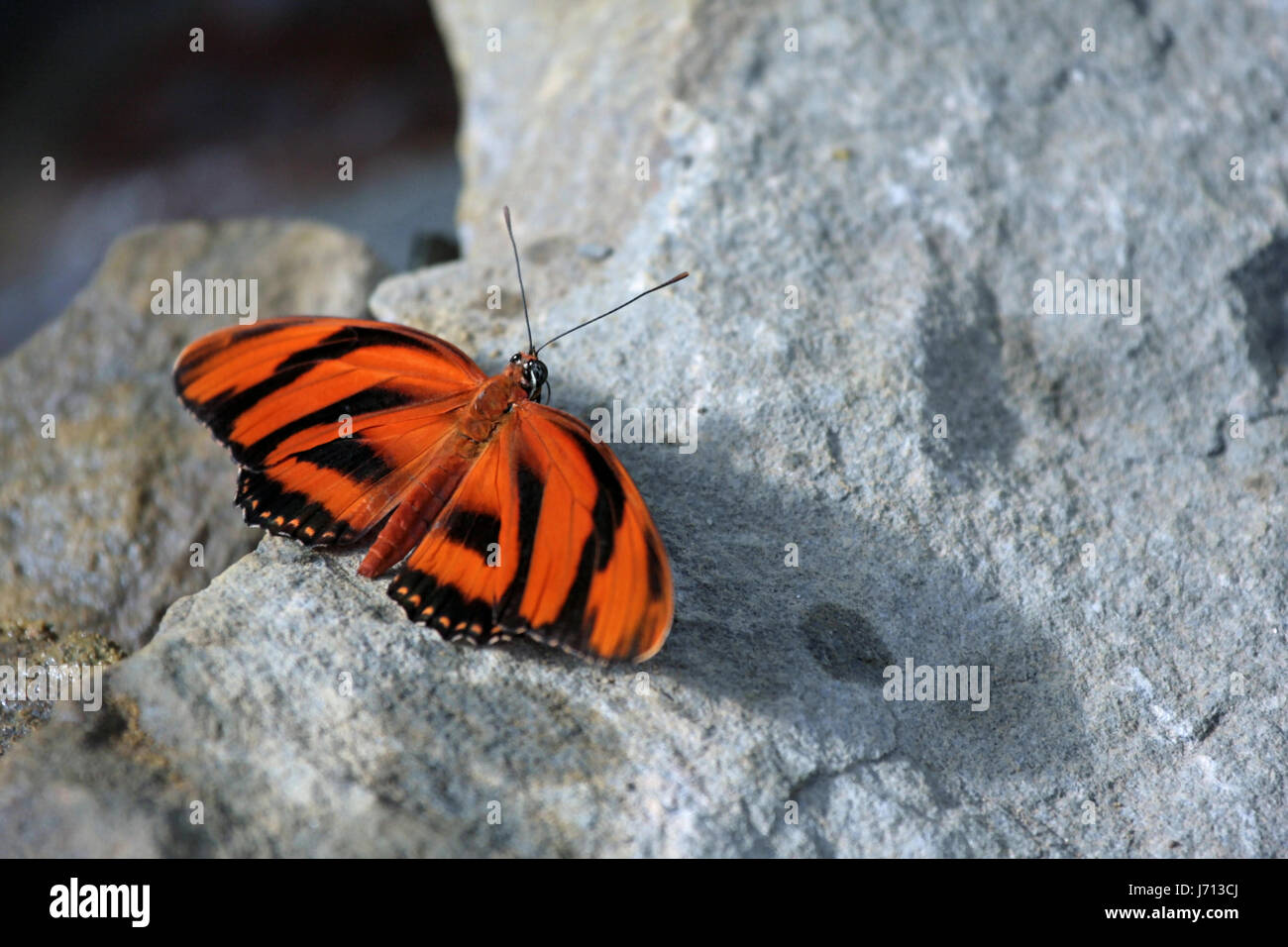 work of art insect bloom blossom flourish flourishing butterfly flower ...