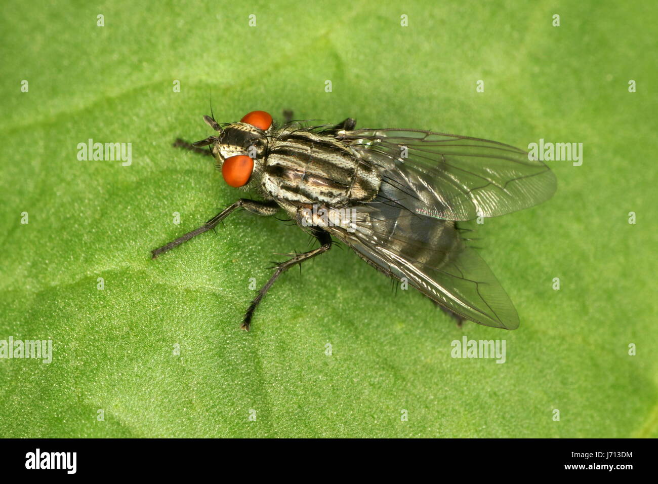 fly legs macro close-up macro admission close up view eyes wing bristly ...