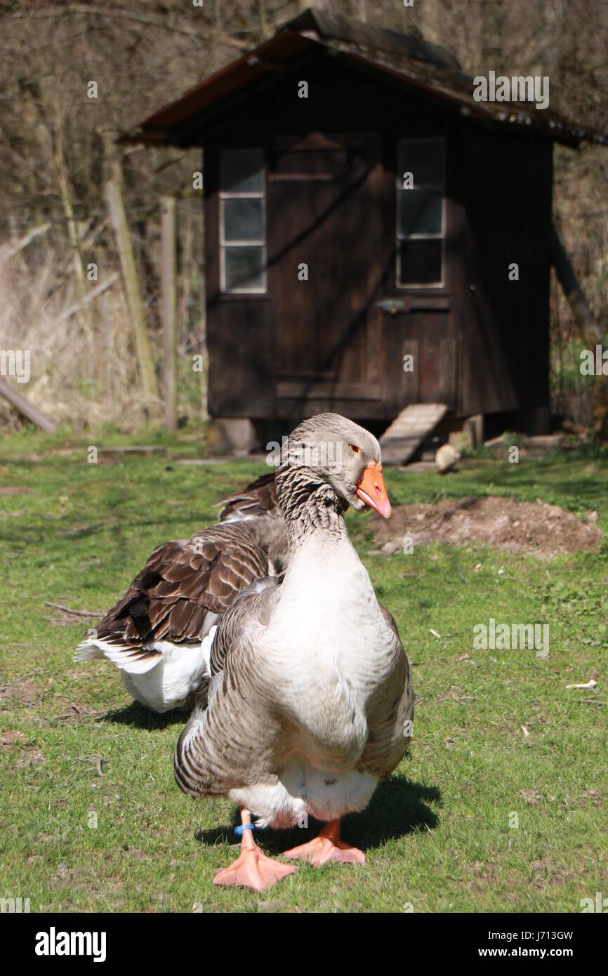 parents migrant birds of passage brant young younger bird birds parents Stock Photo - Alamy