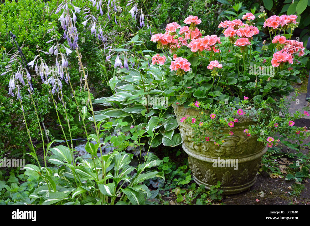Clay pot full of pink geranium flowers in lush green garden Stock Photo ...