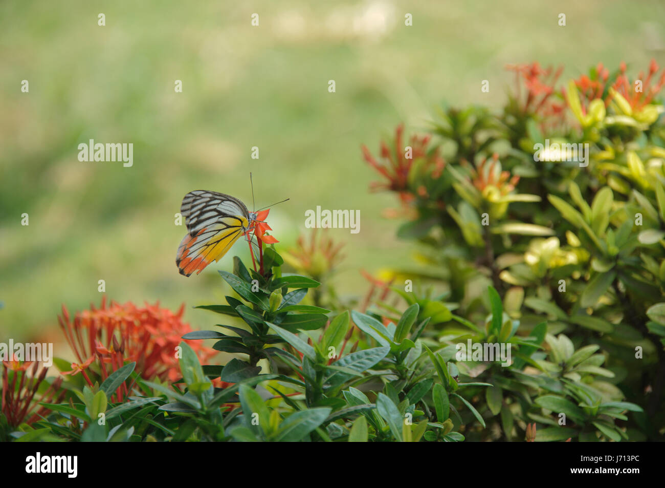 insect asia butterfly coloured colourful gorgeous multifarious richly ...