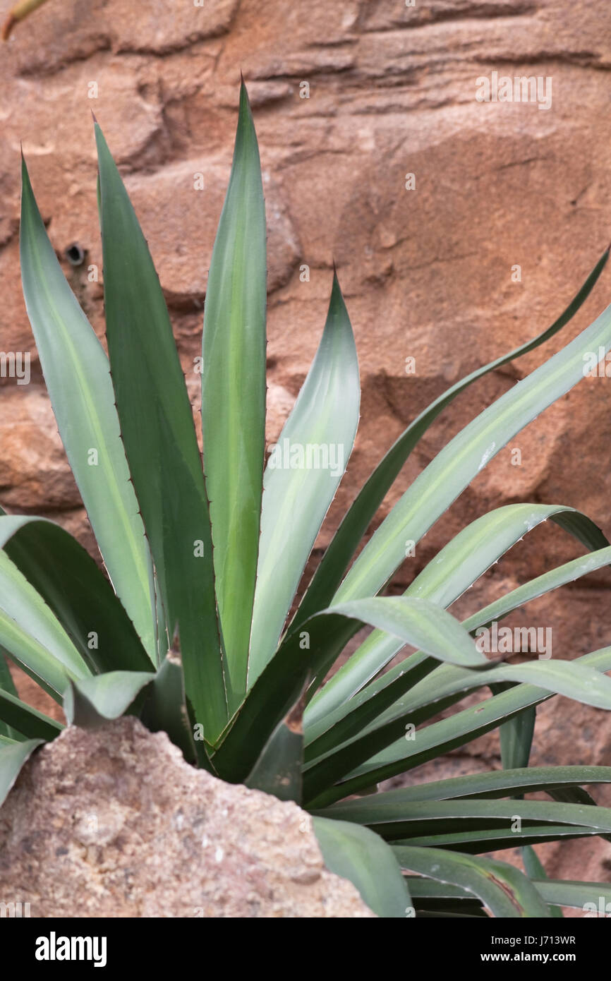 agave on a rock Stock Photo - Alamy