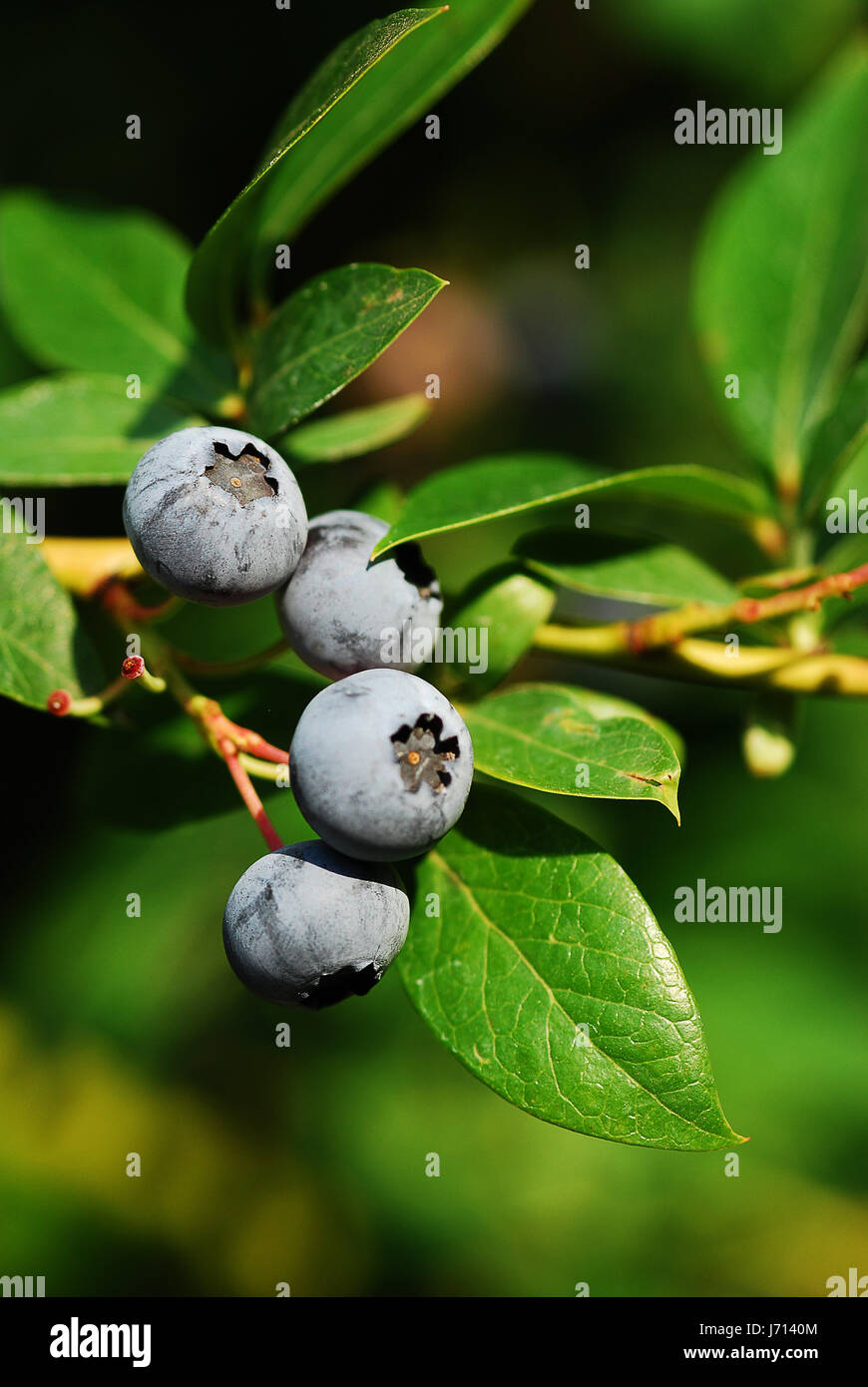 Blaubeerstrauch hi-res stock photography and images - Alamy