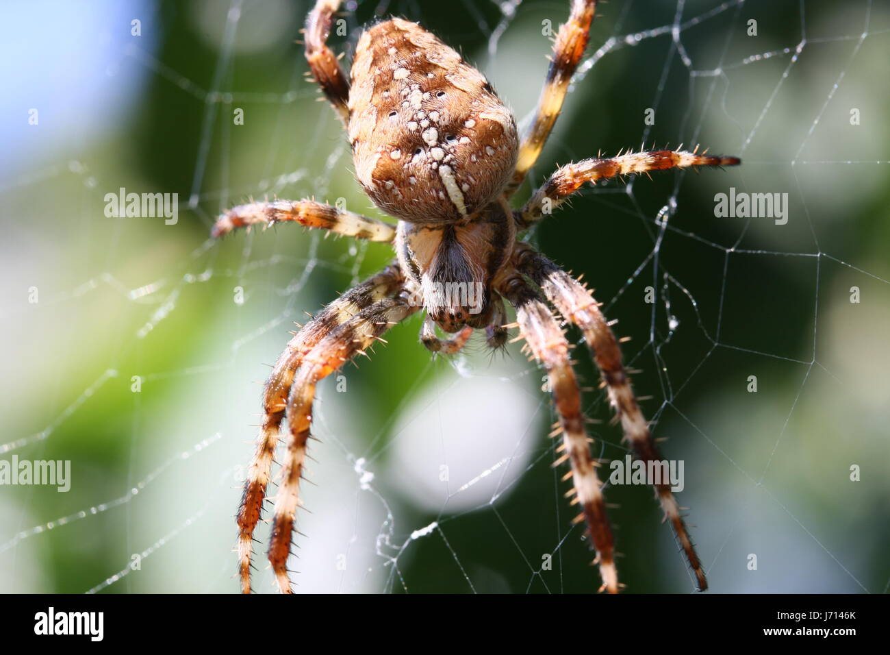 garden insect spider net gardens vermin disgust cobweb spiders web legs ...