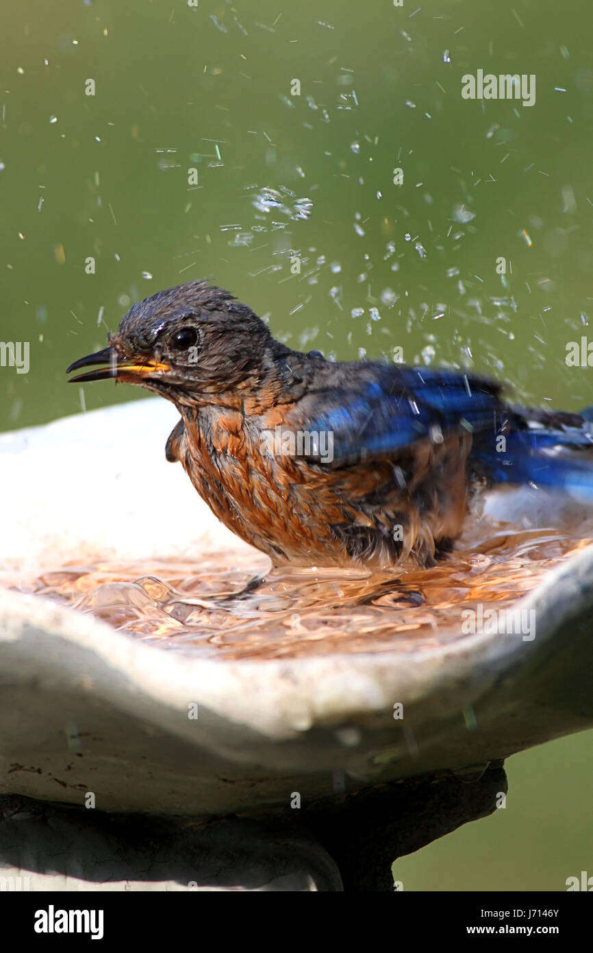blue bird wild wildlife eastern nature birdbath blue game tournament ...