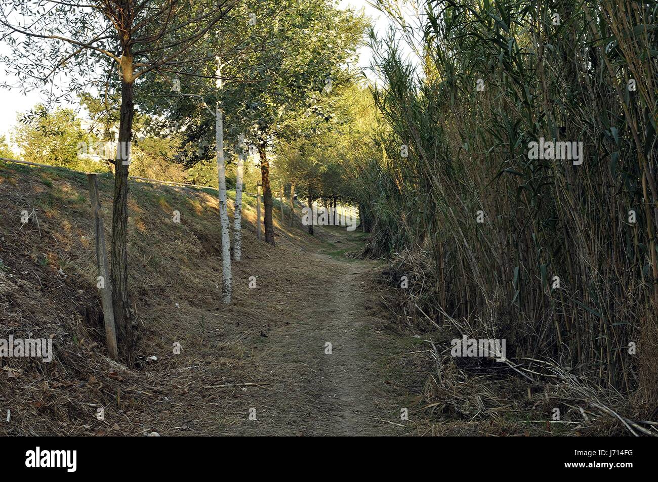 tree path way river water leaf tree spain rush path way river water ...