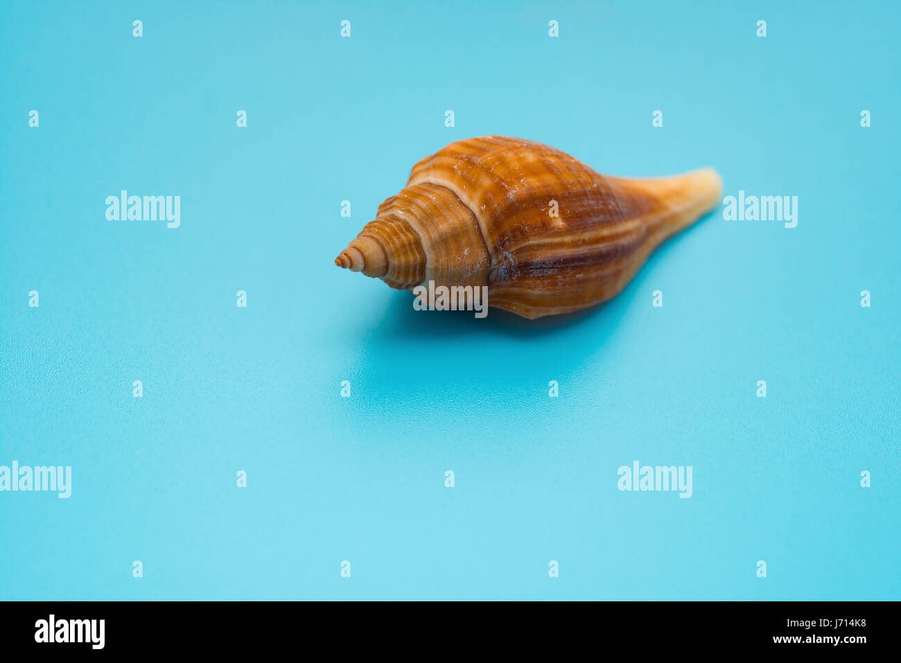 conch shell on a blue background Stock Photo - Alamy