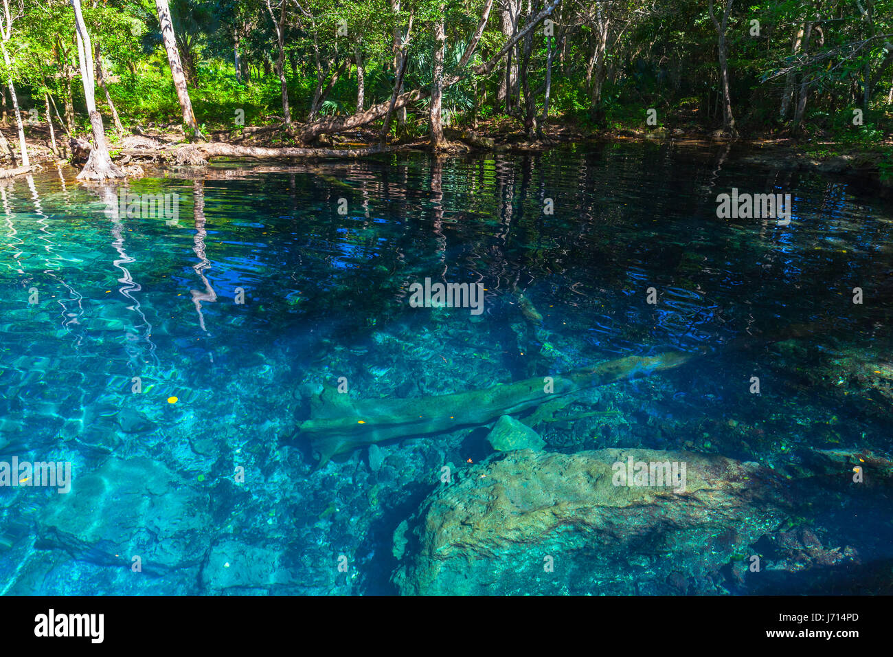 Still blue lake in wild tropical forest, natural landscape of Dominican ...