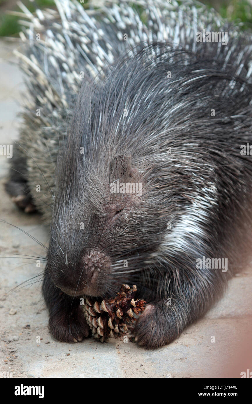 animal mammal black swarthy jetblack deep black rodent prickle spiny ...