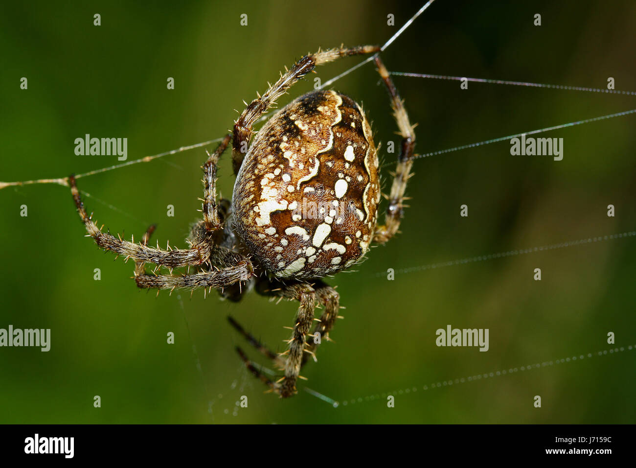 insects animals spider legs animal insect scrabble crawling insects ...