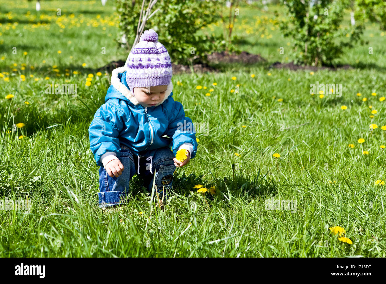 flower flowers plant dandelion yellow single bloom blossom flourish ...