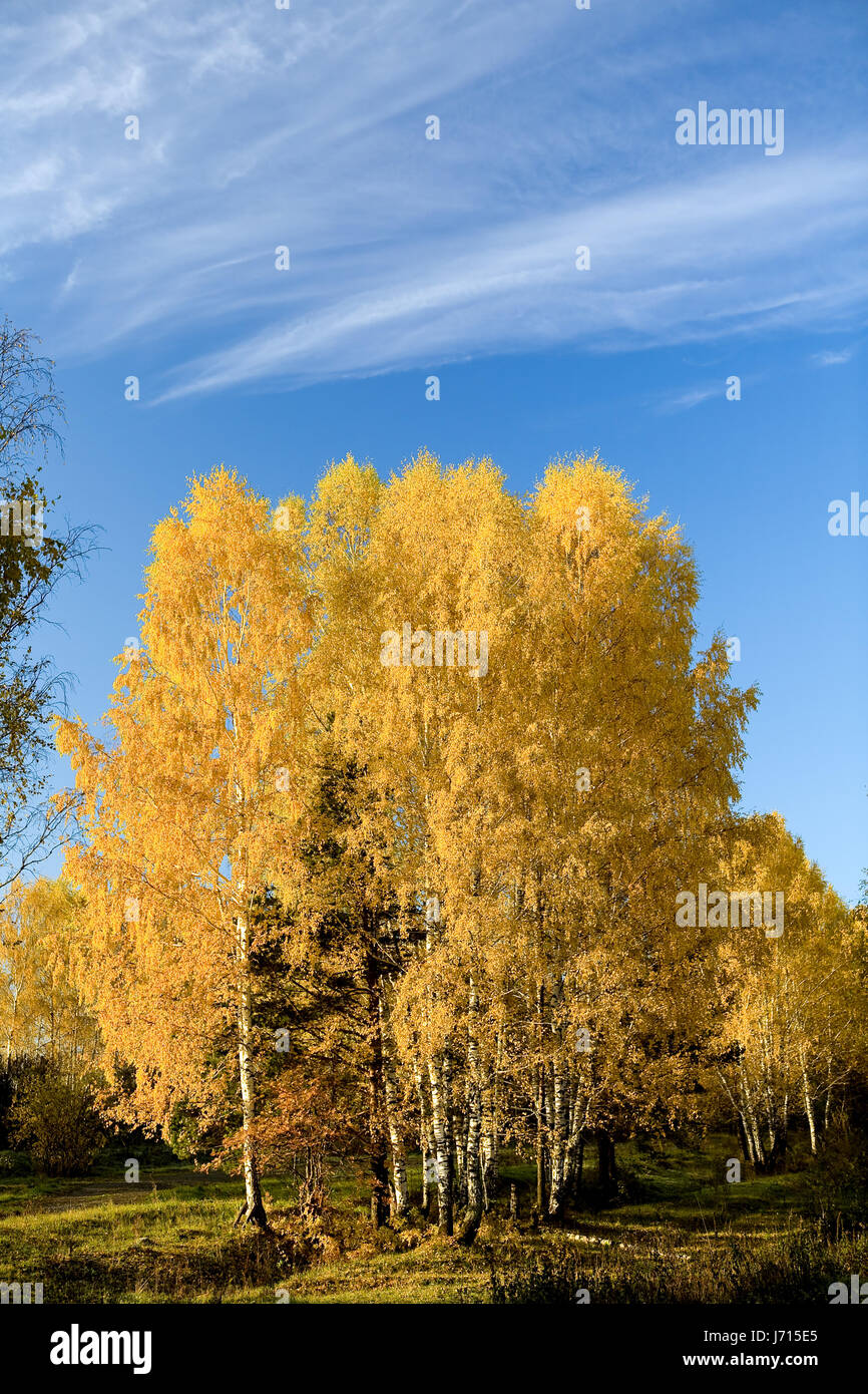 tree october plants sheets fall autumn leaf tree park trunk woods birch ...