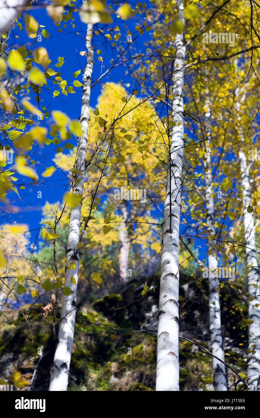 tree october plants sheets fall autumn leaf tree park trunk woods birch ...