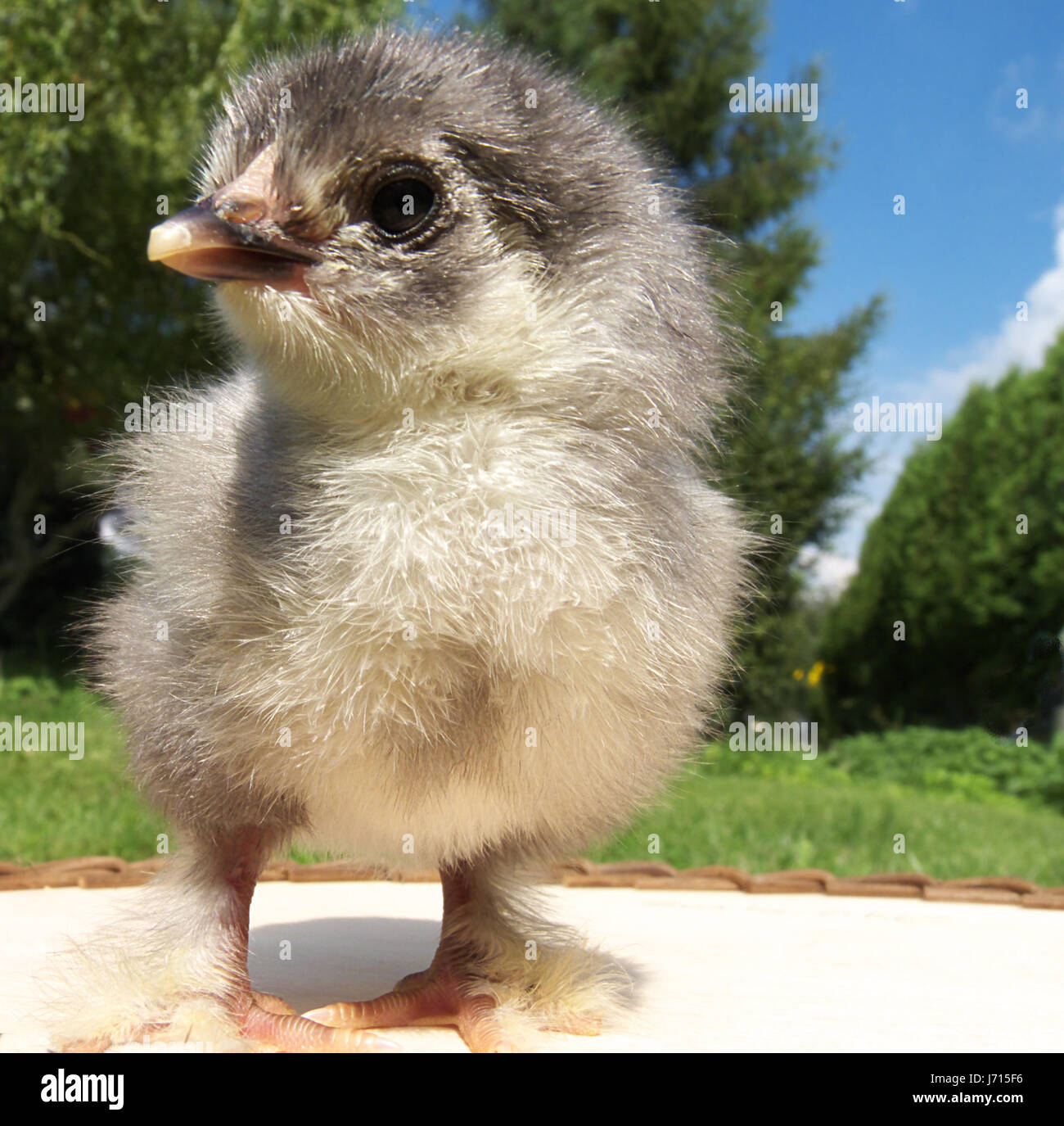 newly hatched chicks Stock Photo - Alamy