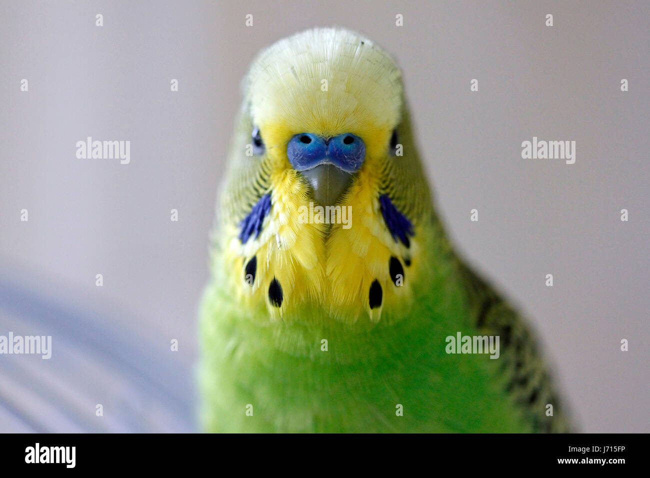 pet bird birds small tiny little short feathers budgerigar sing ...