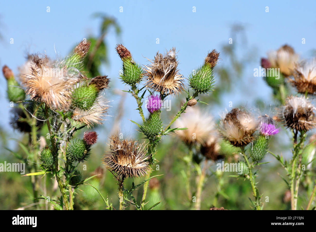 thistles in grain Stock Photo - Alamy