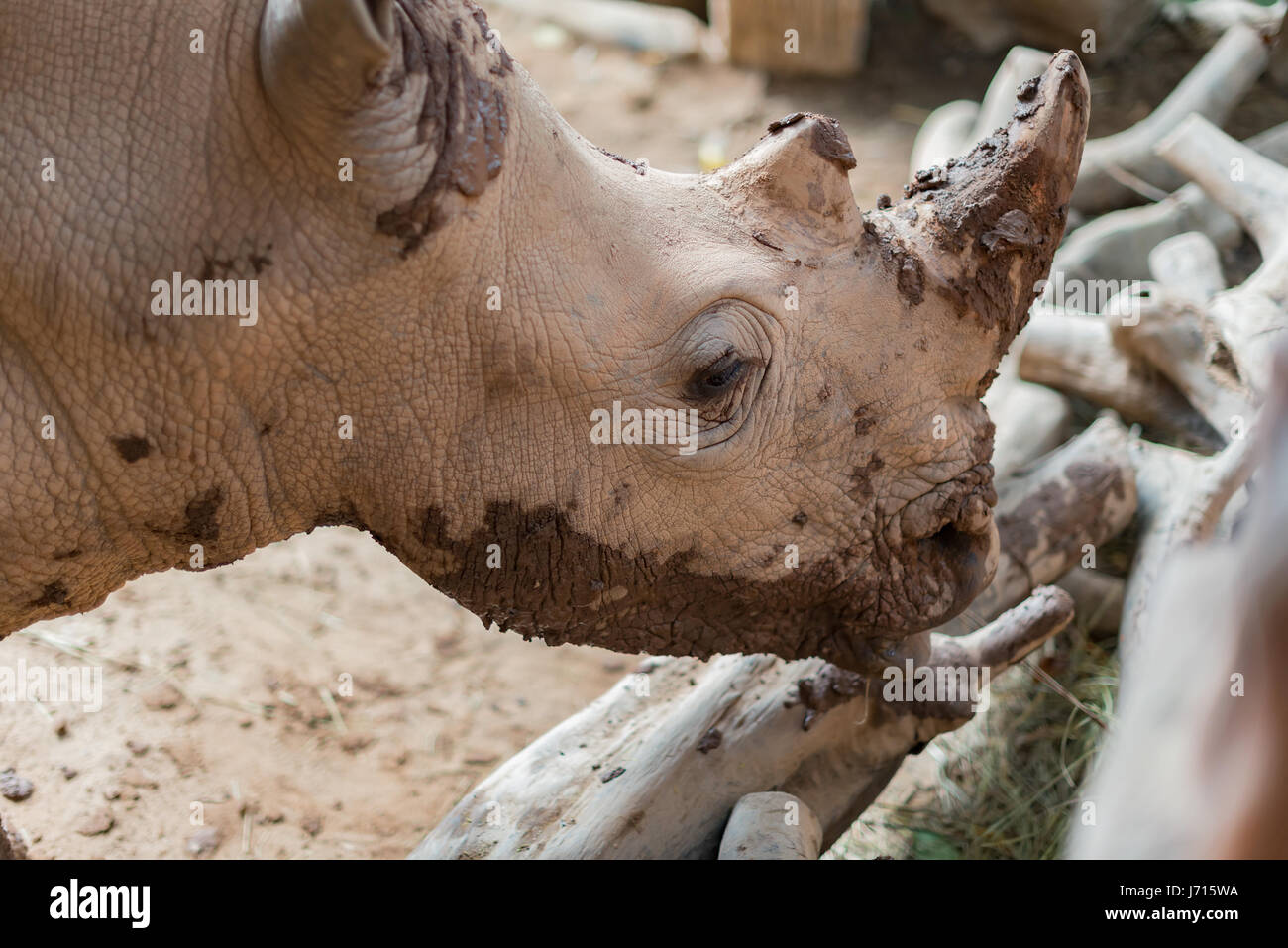 Giant rhino hi-res stock photography and images - Alamy