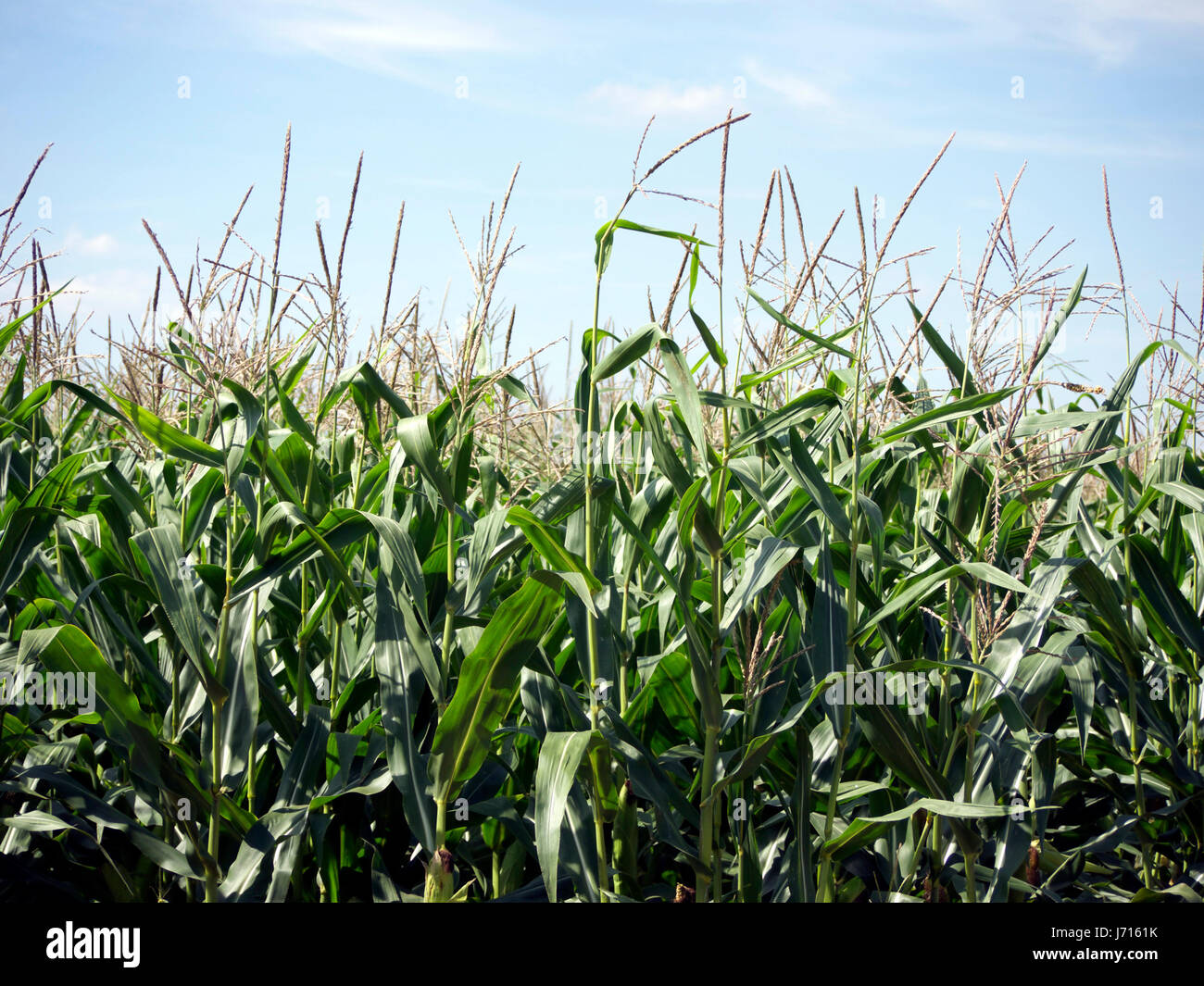 field corn cornfield food aliment environment enviroment agriculture ...