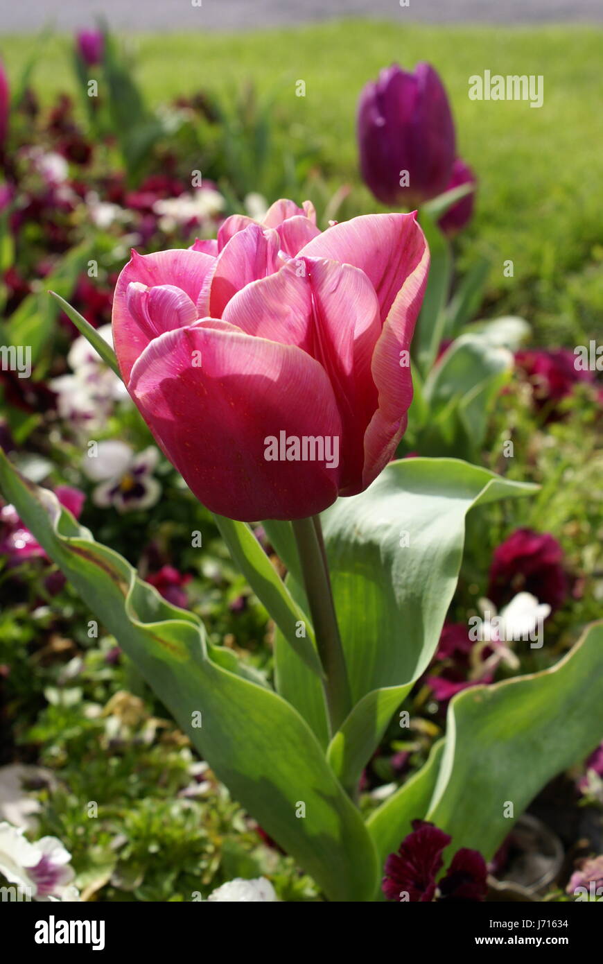 park garden bloom blossom flourish flourishing spring flower plant ...