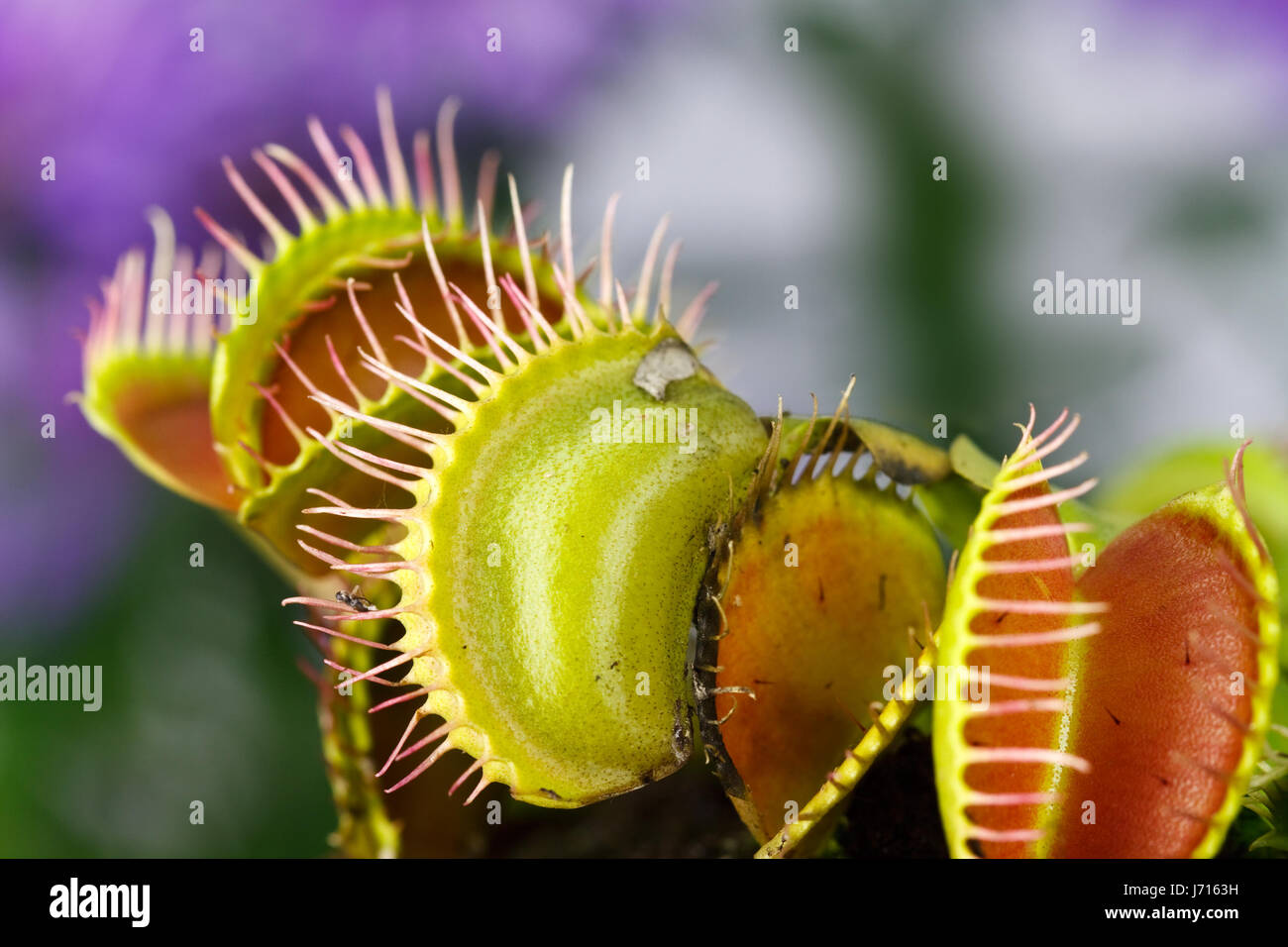 Star trap hi-res stock photography and images - Alamy