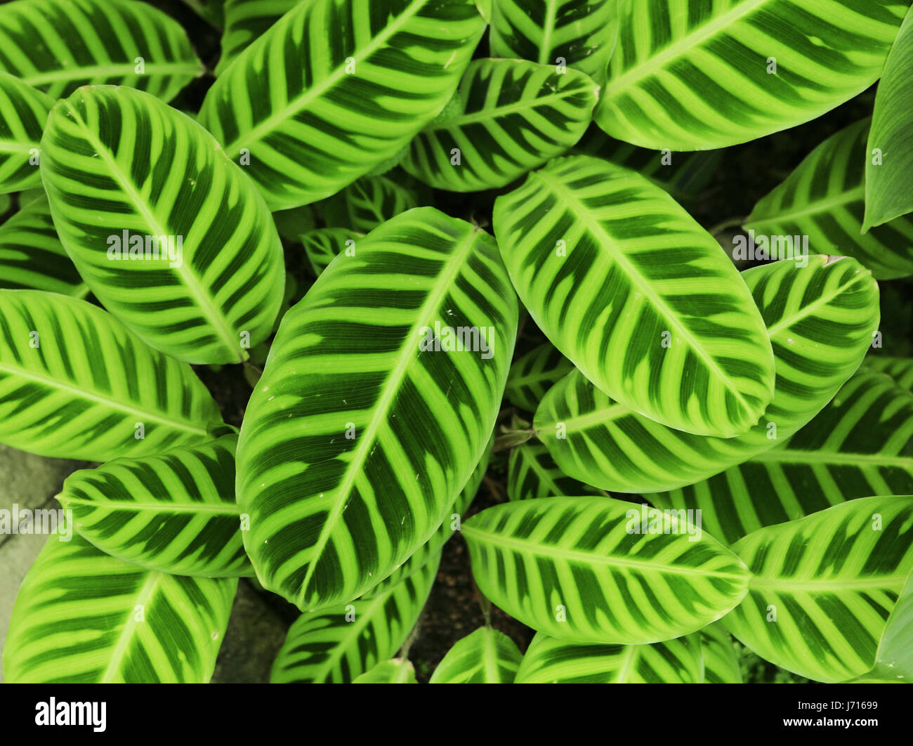 leaf lawn green backdrop background shine shines bright lucent light ...