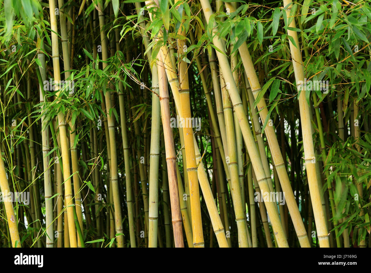 tree bamboo chinese lawn green yellow shine shines bright lucent light ...