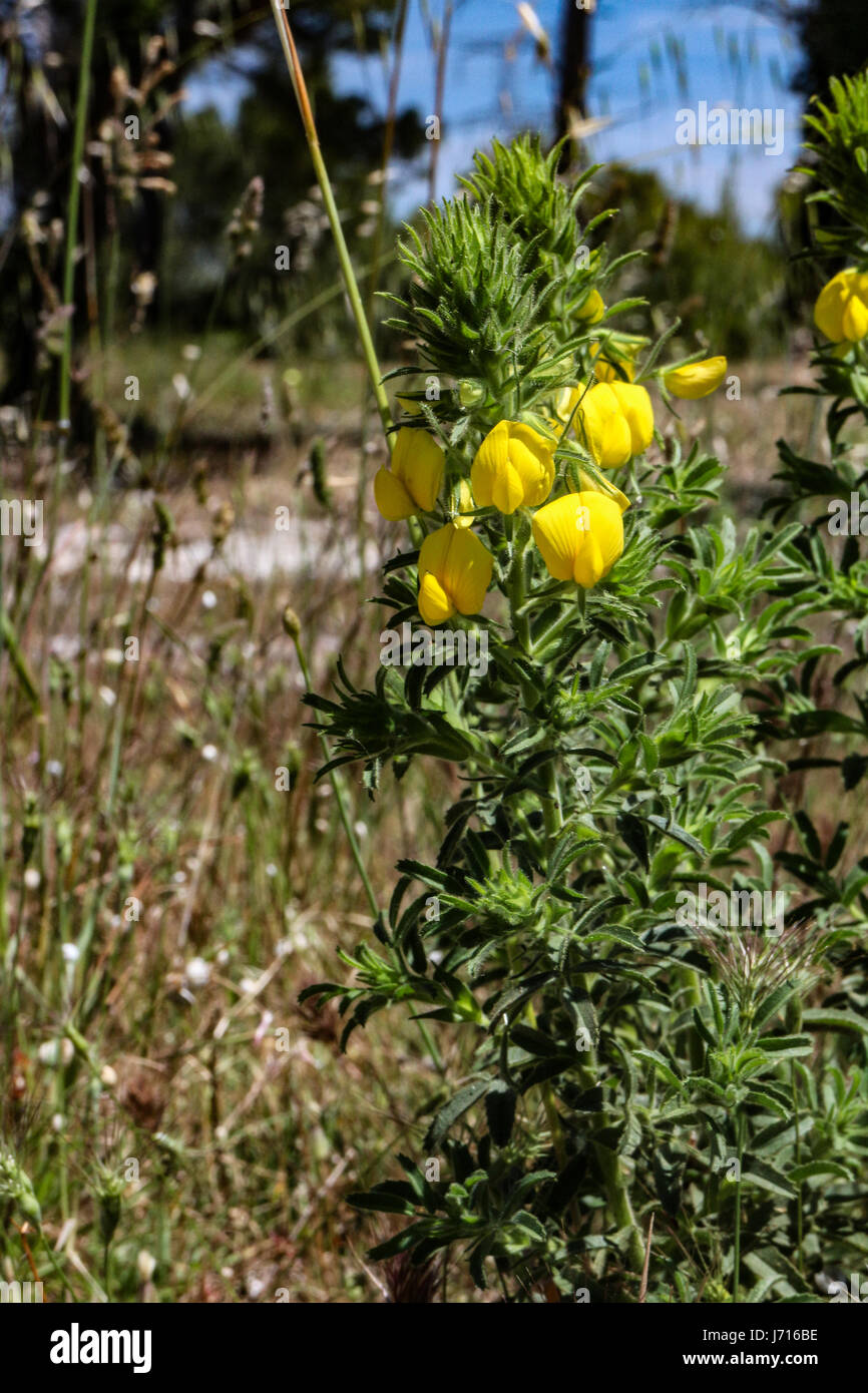 Ononis natrix hi-res stock photography and images - Alamy