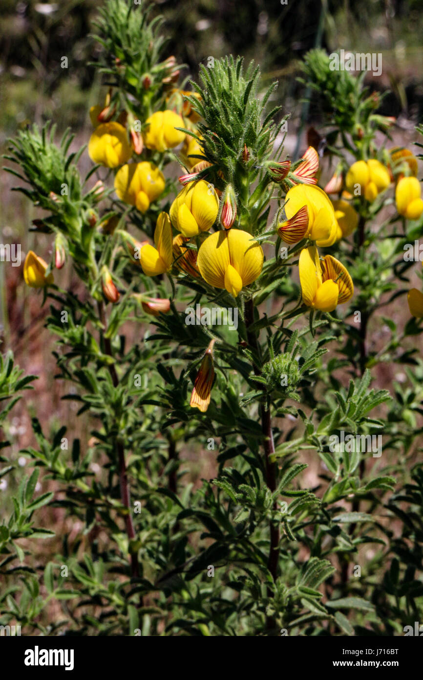 Yellow restharrow ononis natrix hi-res stock photography and images - Alamy