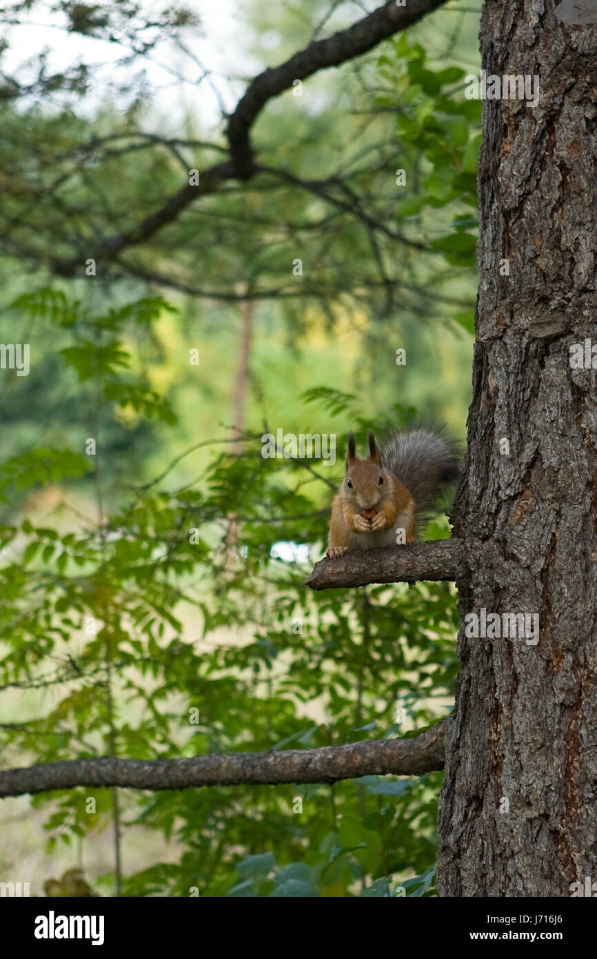 tree animals fur nuts squirrel lawn green forest food aliment sweet ...