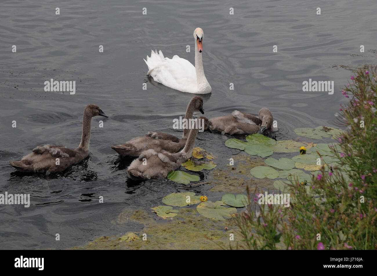 animal bird swan birds water nature animal bird animals swans swan ...