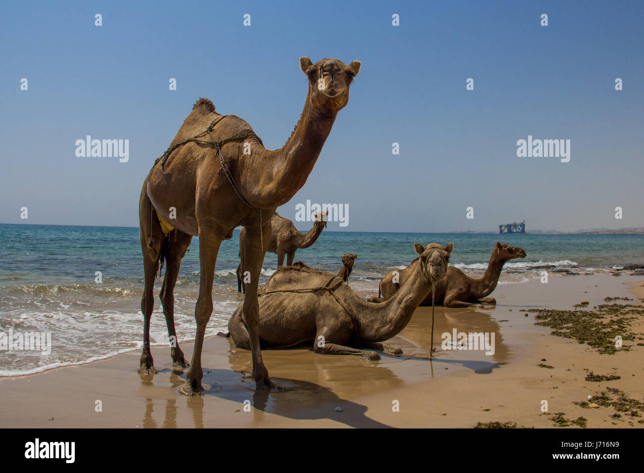 Iran qeshm island beach hi-res stock photography and images - Alamy